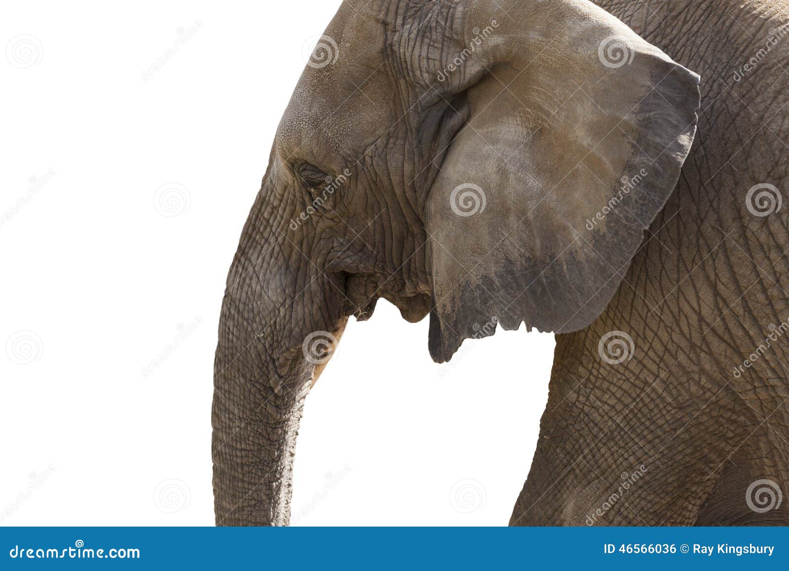 Elephant profile stock photo. Image of wildlife, portrait - 46566036