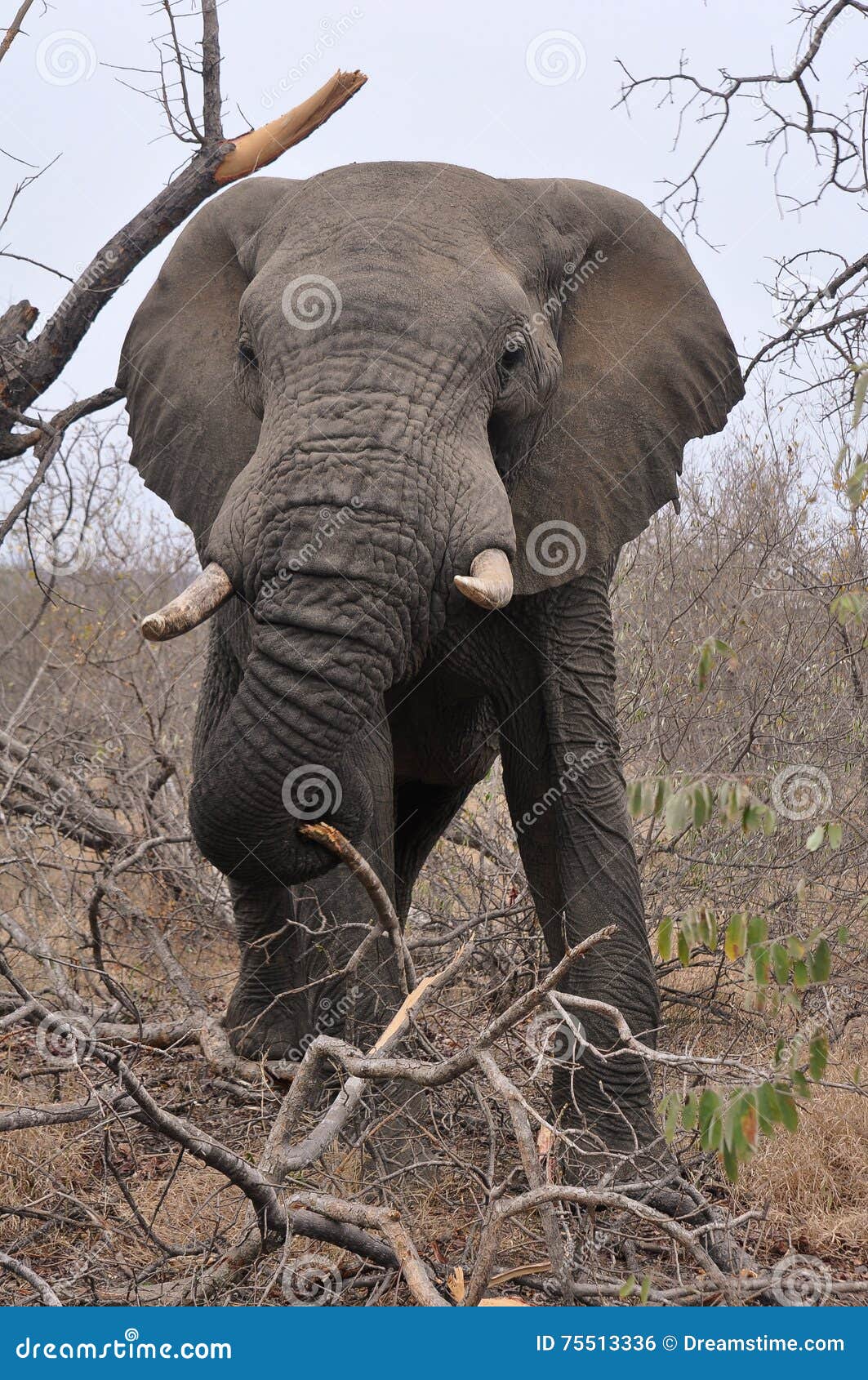 Elephant Pulling Down Tree Branches for a Snack. Stock Photo - Image of ...