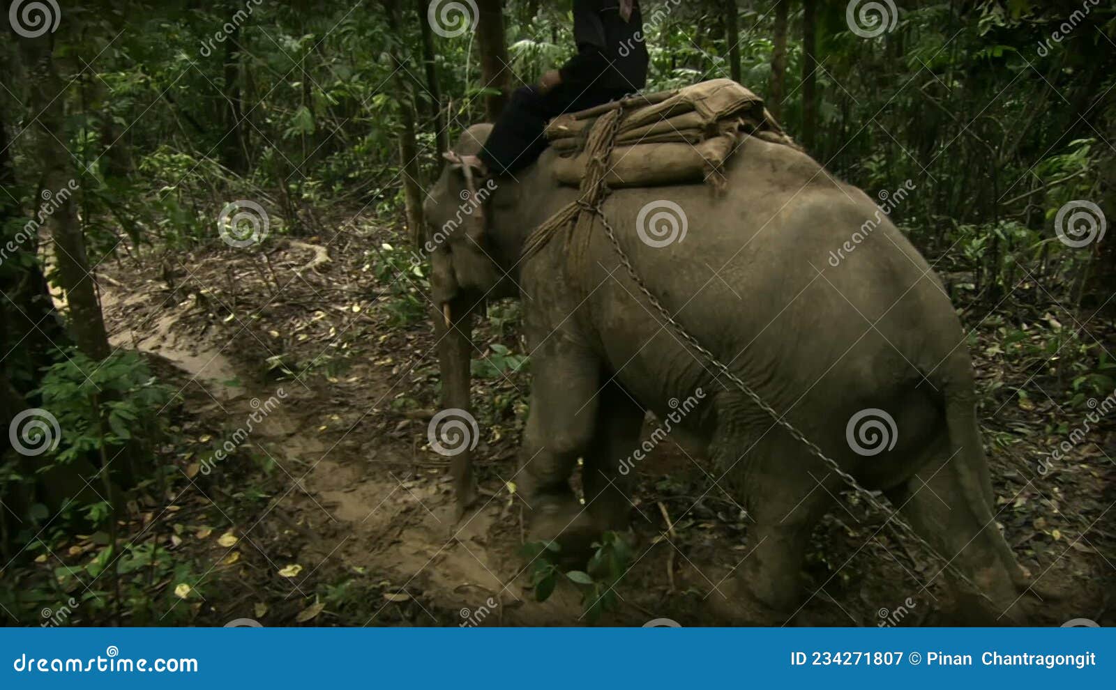 Elephant Pulling a Tree with Chains-002 Stock Video - Video of chains ...