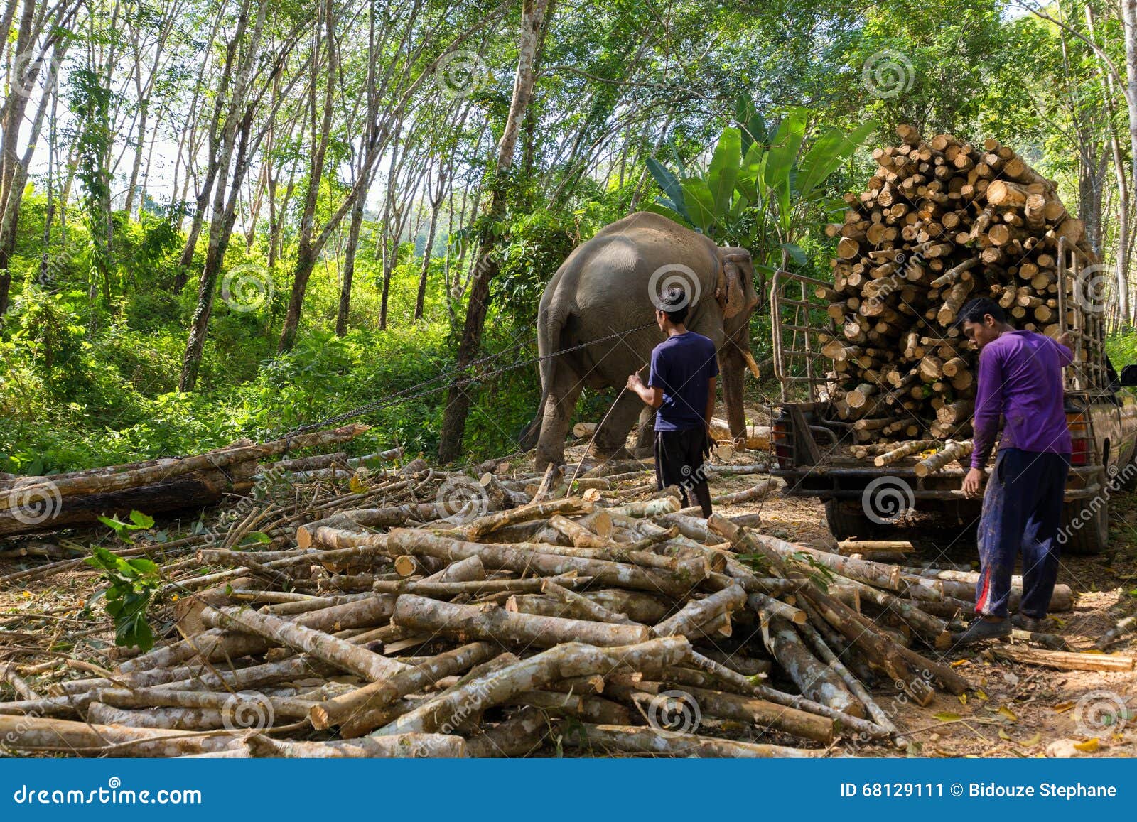 Elephant Pulling a Tree Trunk Editorial Photo - Image of cutting, pile ...