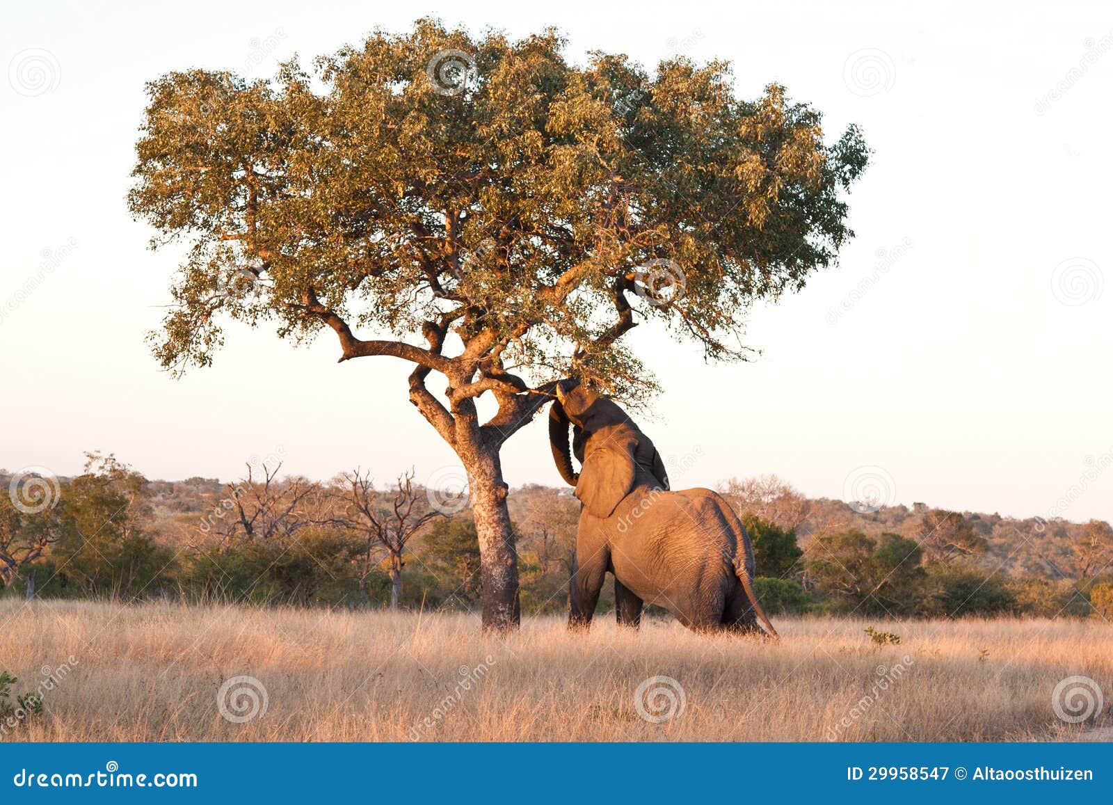 Elephant push marula tree stock image. Image of african - 29958547