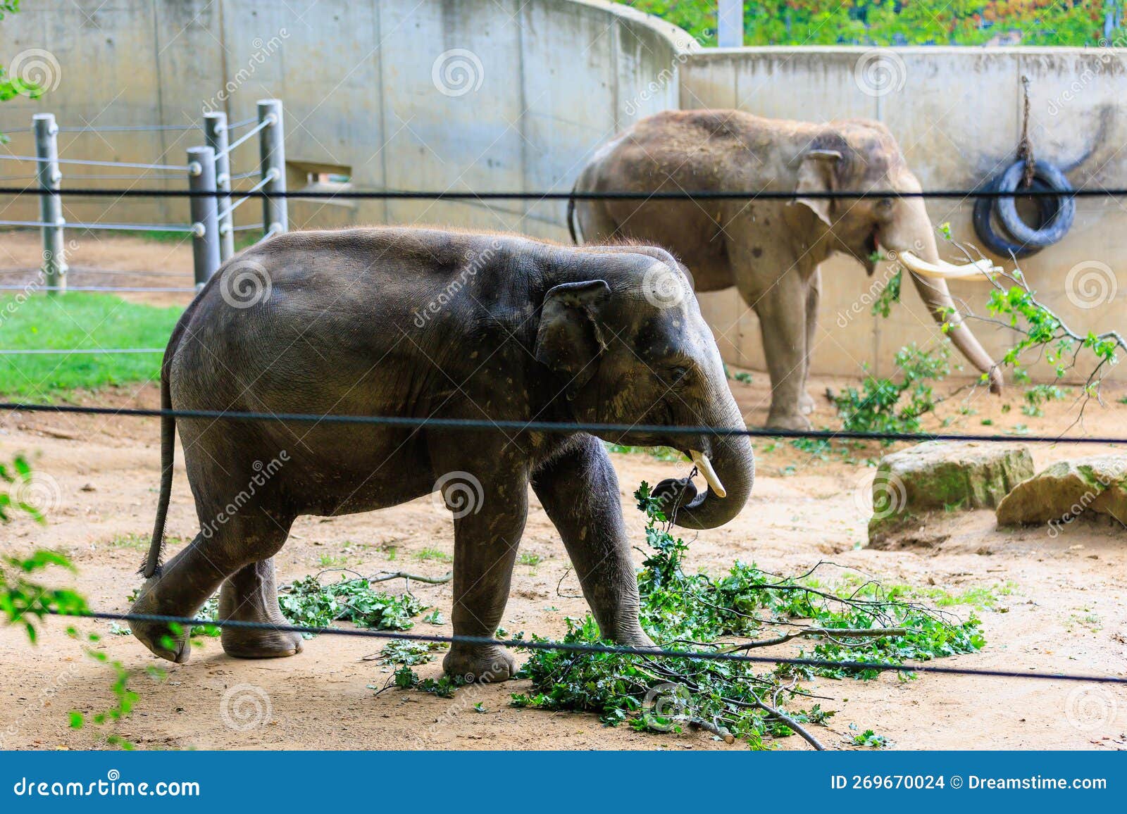 The Elephant during the Rain. Background with Selective Focus and Copy ...