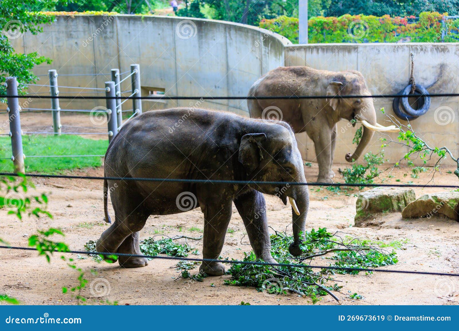 The Elephant during the Rain. Background with Selective Focus and Copy ...