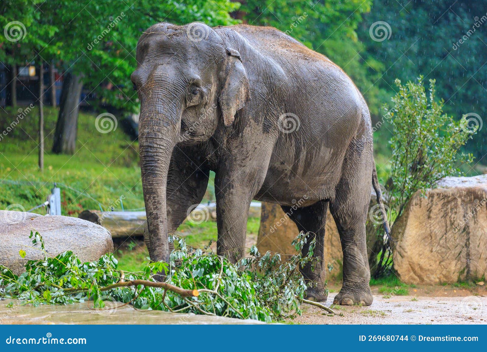 The Elephant during the Rain. Background with Selective Focus and Copy ...