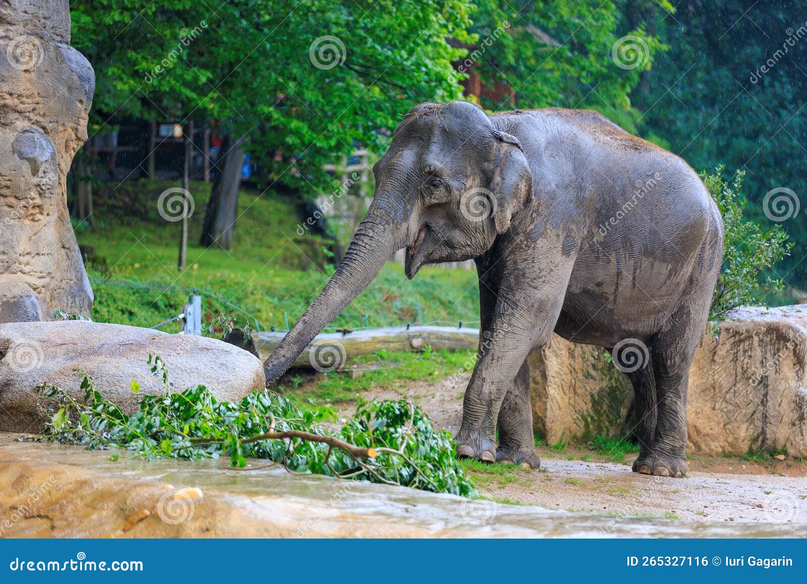 The Elephant during the Rain. Background with Selective Focus and Copy ...