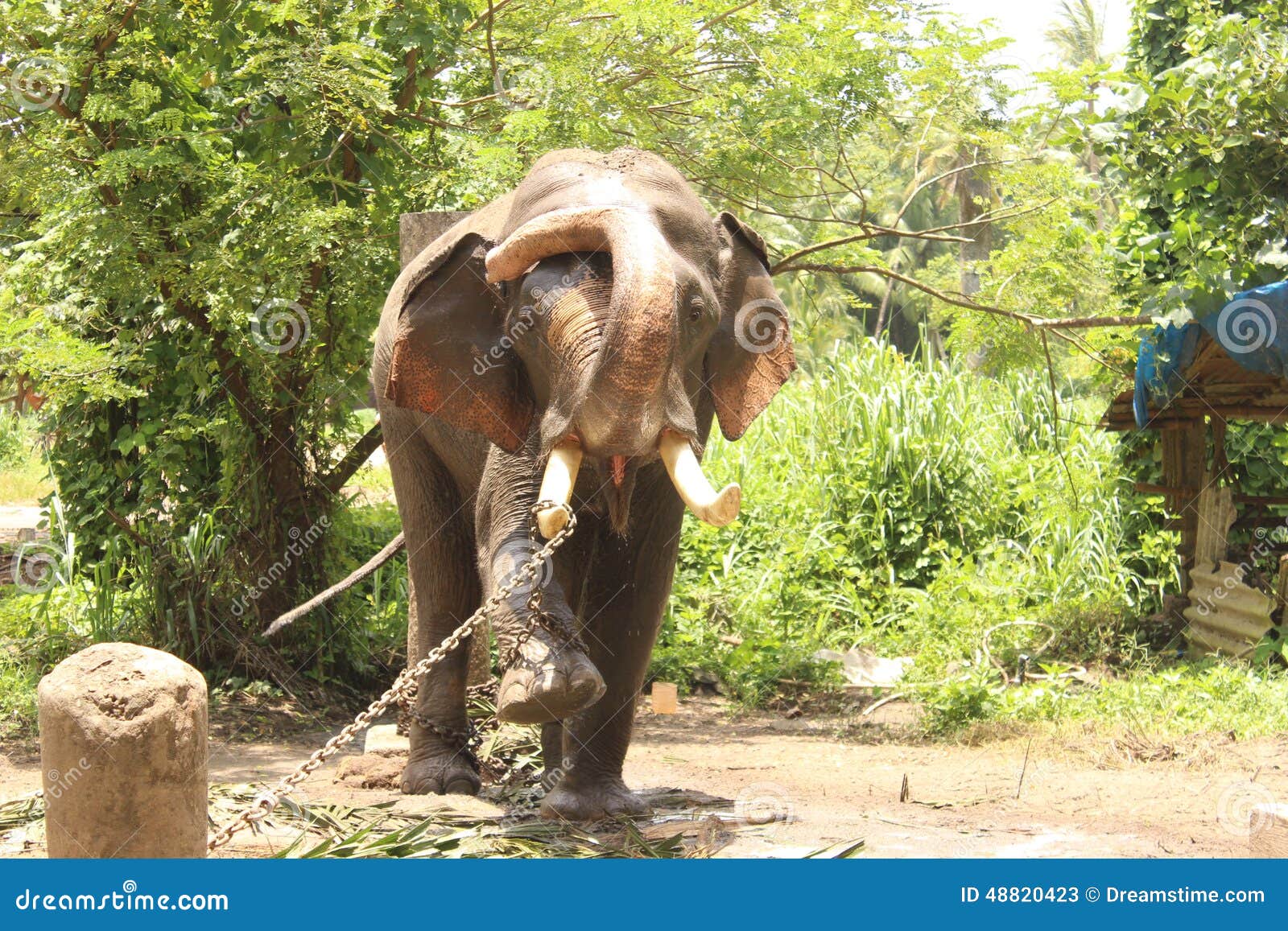 Elephant stock image. Image of mammal, nature, forest - 48820423