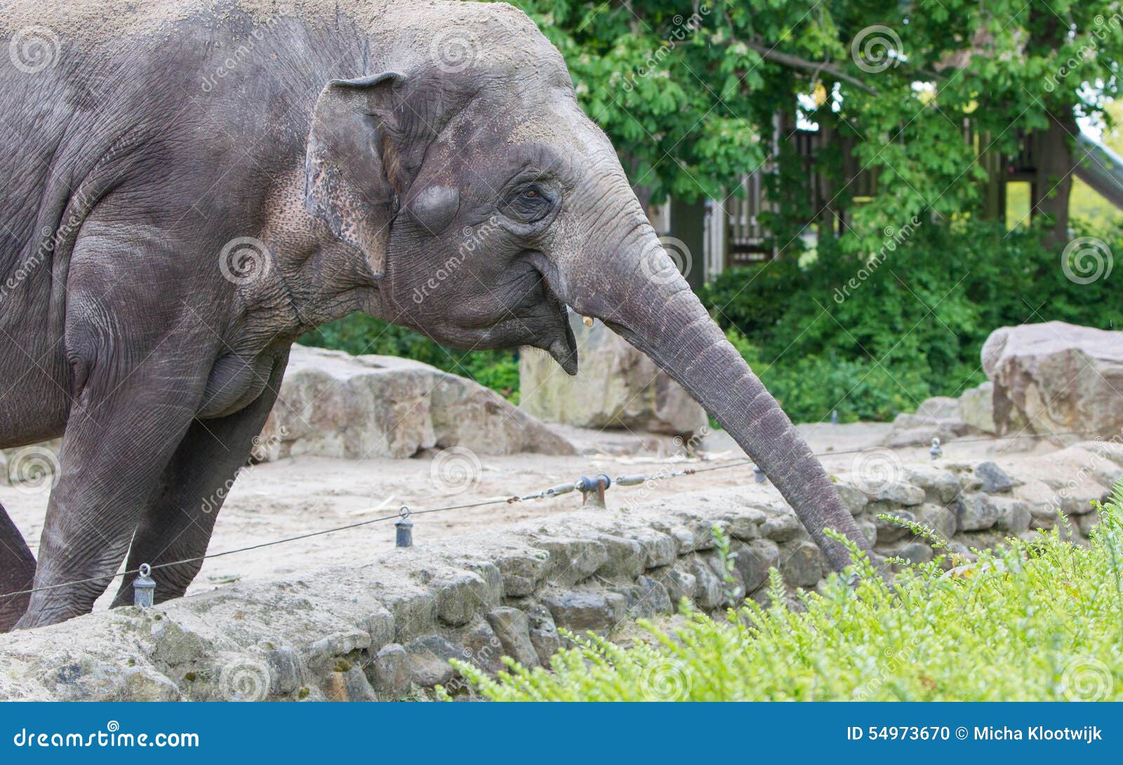 Elephant Reaching for the Fresh Green Bushes Stock Photo - Image of ...