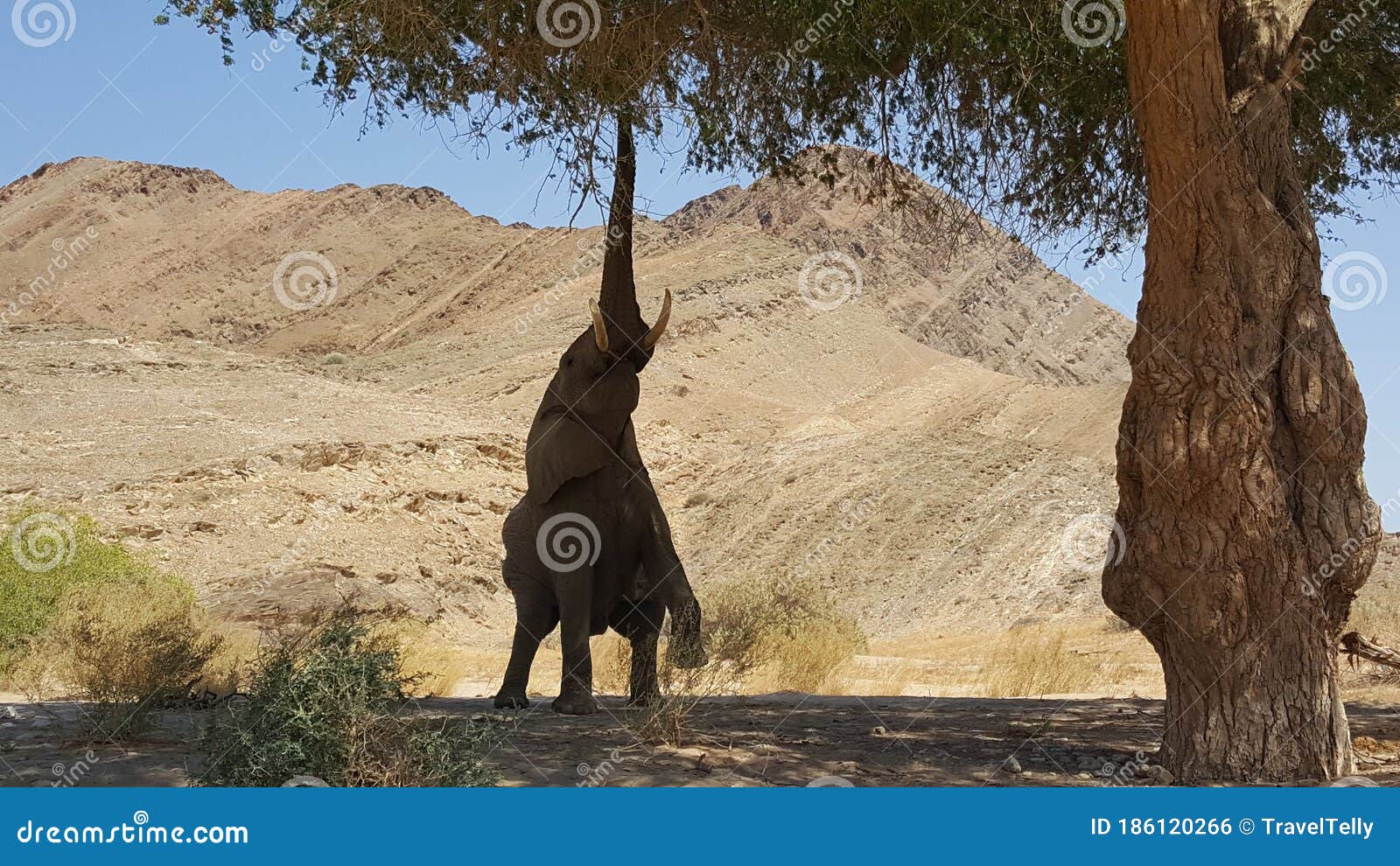 Elephant Reaching for Leafs on a Tree Stock Photo - Image of elephant ...