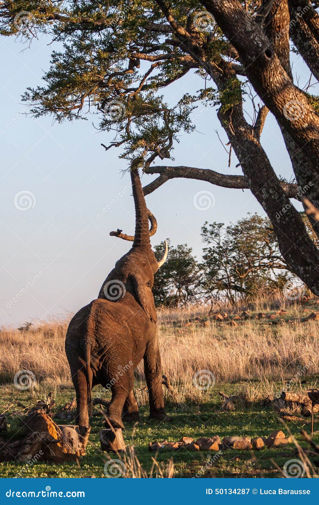 Elephant reaching stock image. Image of elephant, tough - 50134287