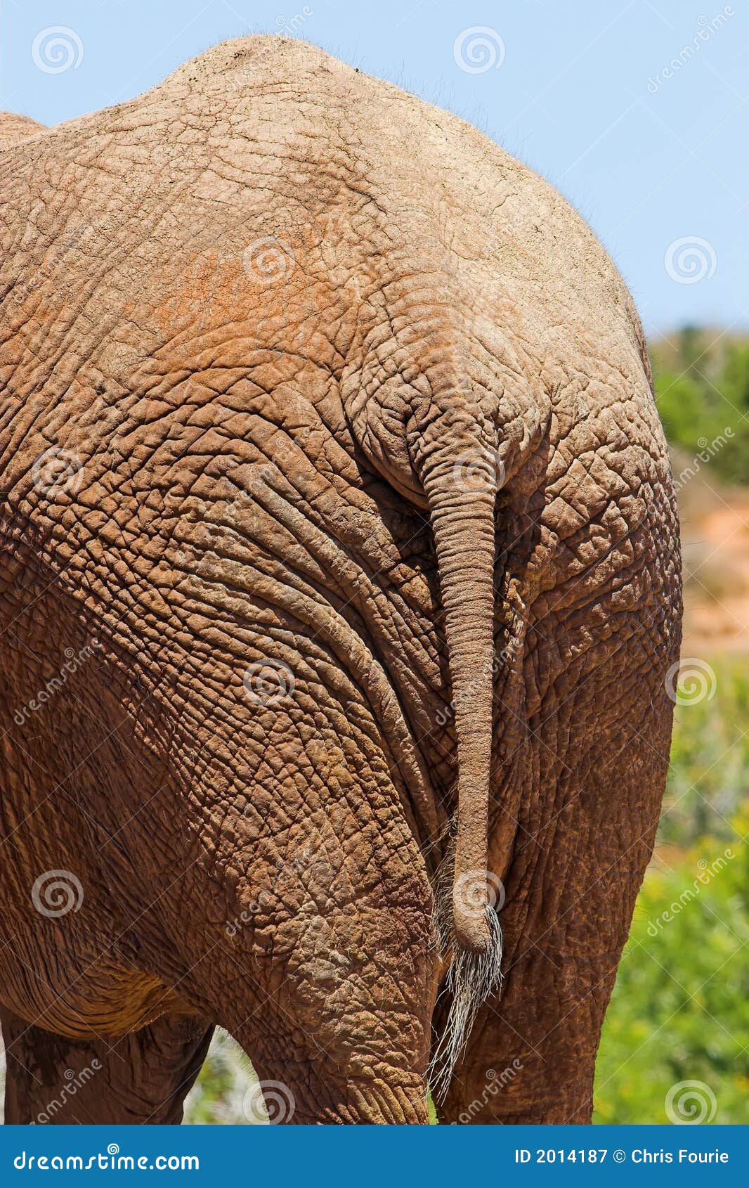 Elephant rear stock image. Image of endangered, safari - 2014187