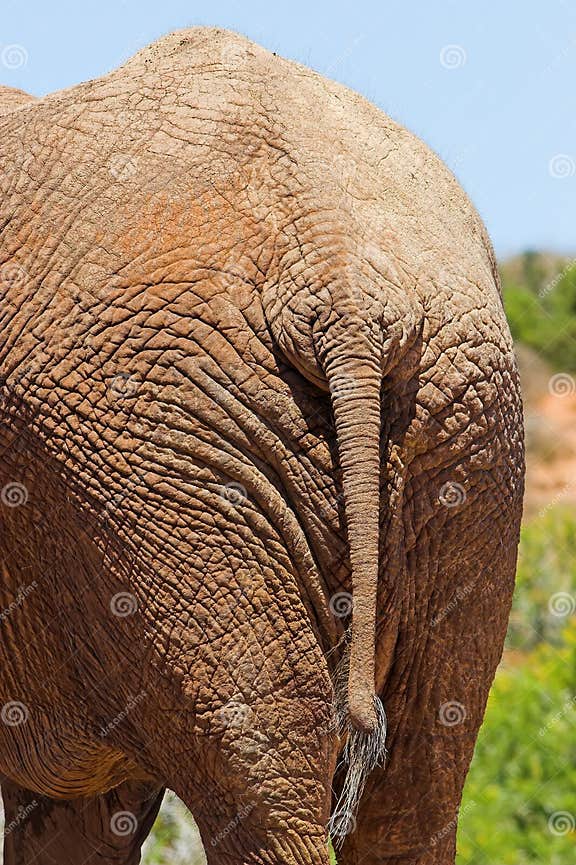 Elephant rear stock image. Image of endangered, safari - 2014187