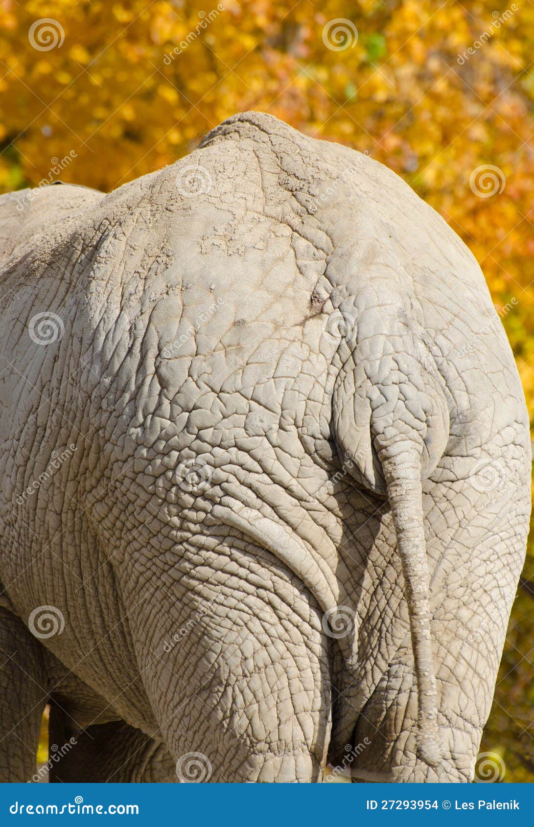 Elephant rear end stock photo. Image of leaf, africa - 27293954