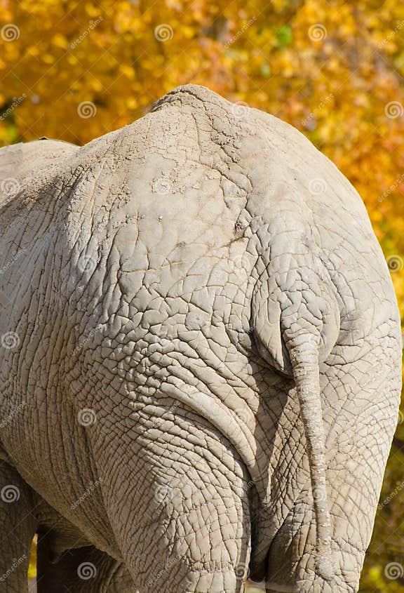Elephant rear end stock photo. Image of leaf, africa - 27293954