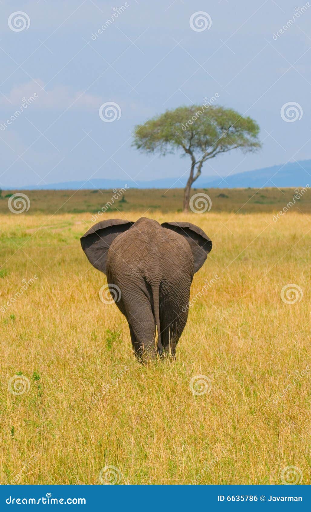 Elephant, rear view stock photo. Image of grass, pachyderm - 6635786
