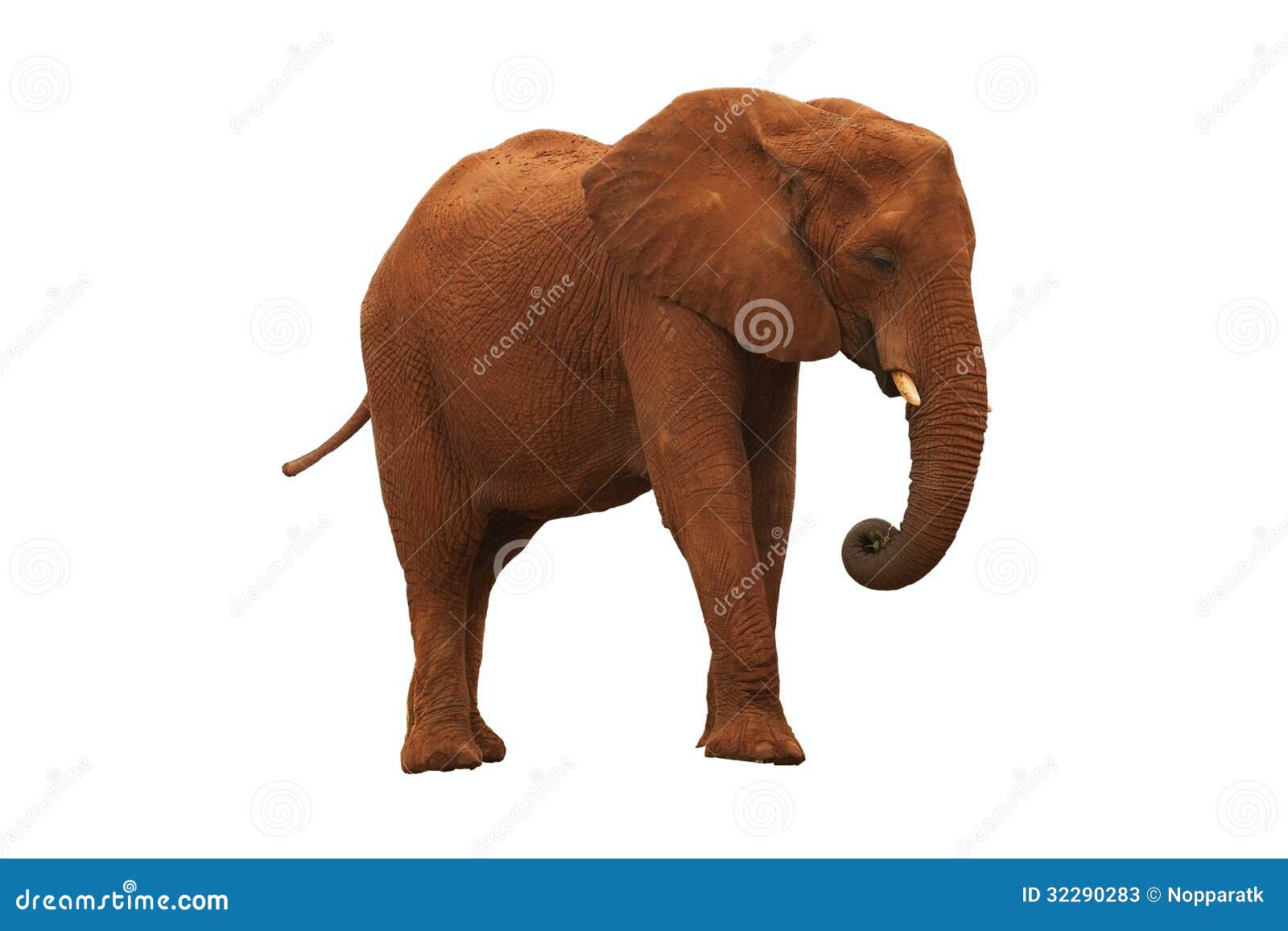 Elephant stock image. Image of tusk, elephant, huge, studio - 32290283