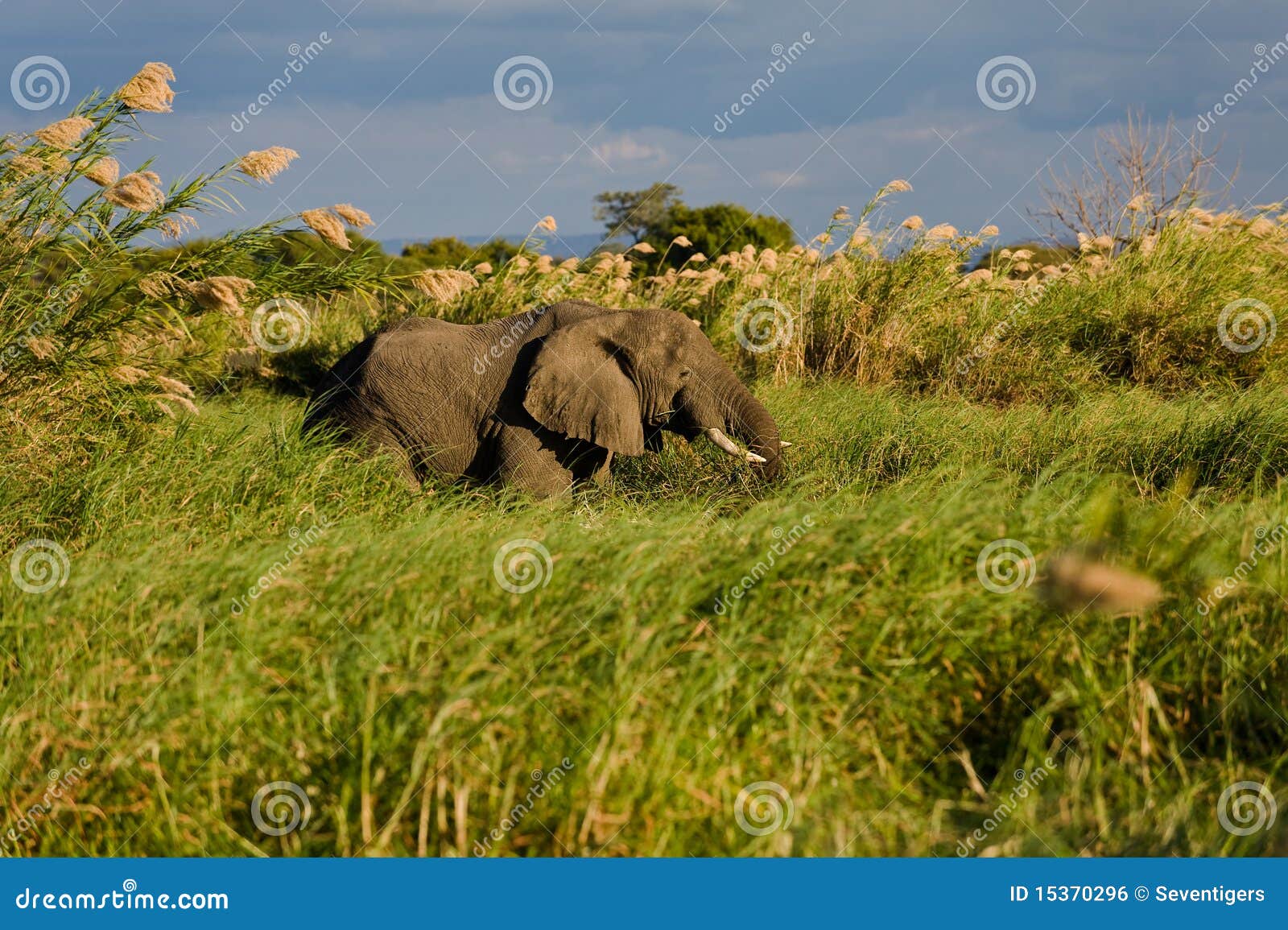 Elephant in the reed stock photo. Image of animal, blue - 15370296
