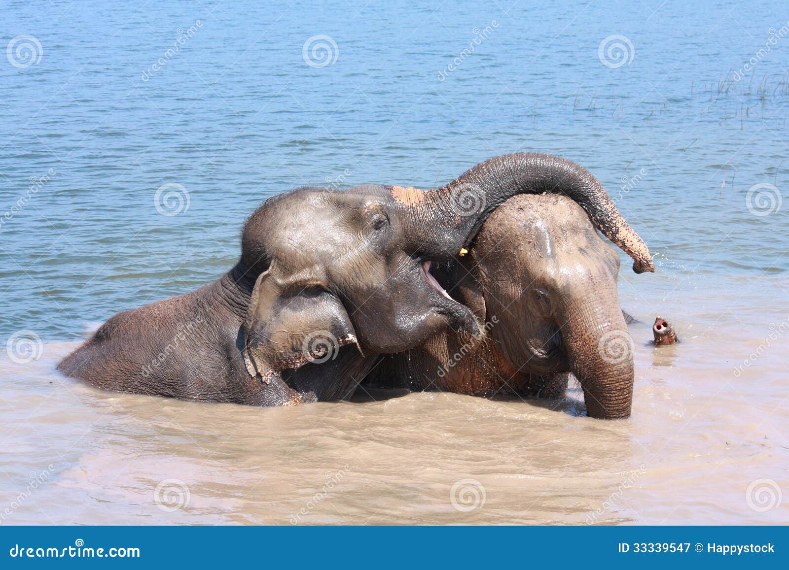 Elephant relationship stock image. Image of sunlight - 33339547