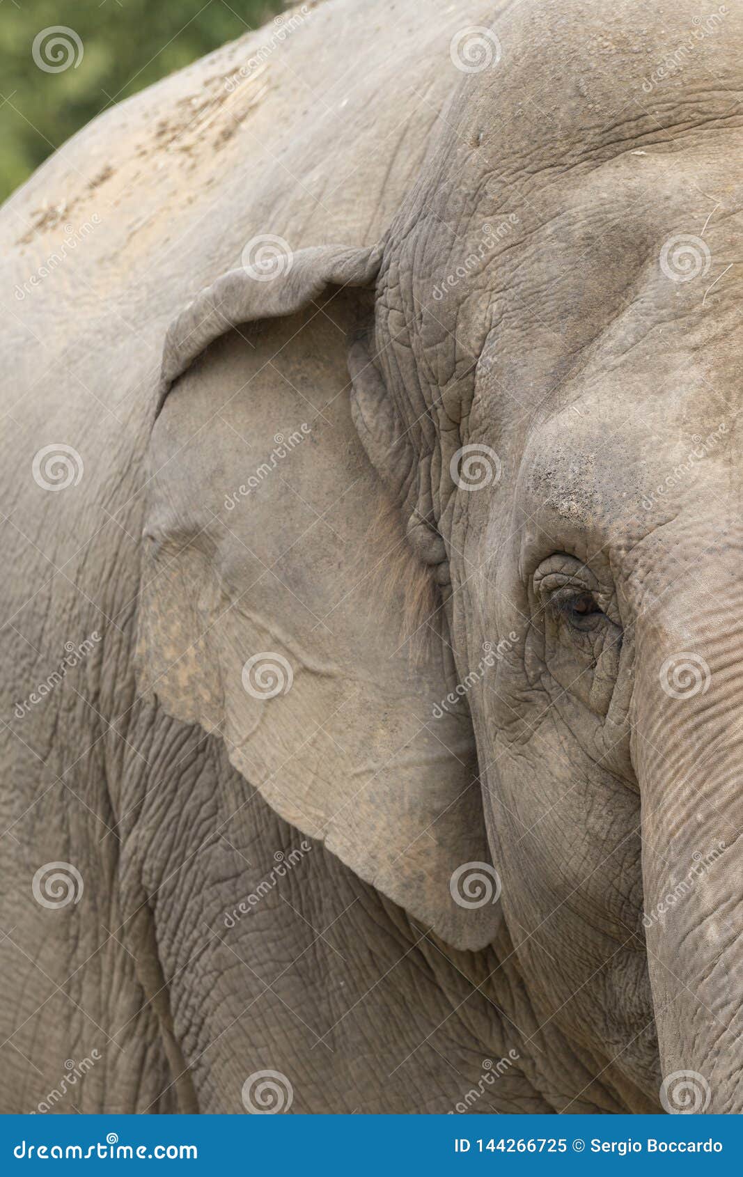Elephant resting in a zoo stock image. Image of ivory - 144266725