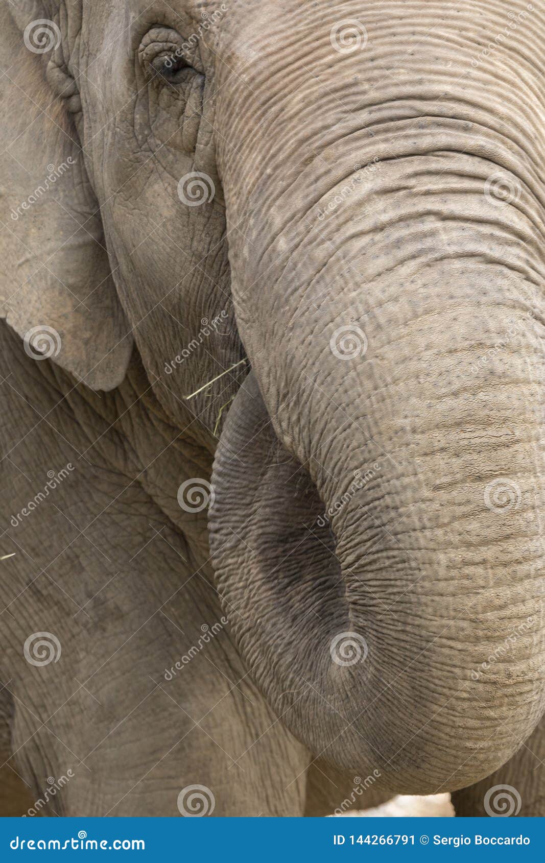 Elephant resting in a zoo stock image. Image of fangs - 144266791