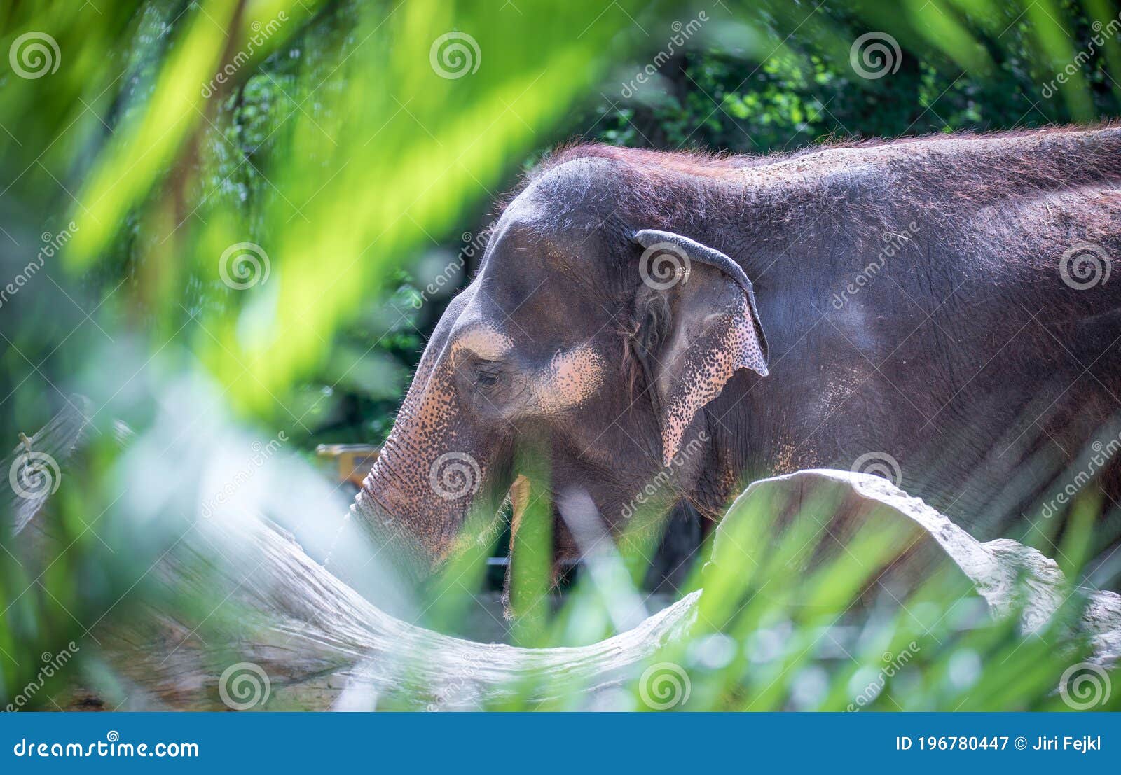 The Elephant Rests and Hides Behind a Tree Stock Image - Image of ...