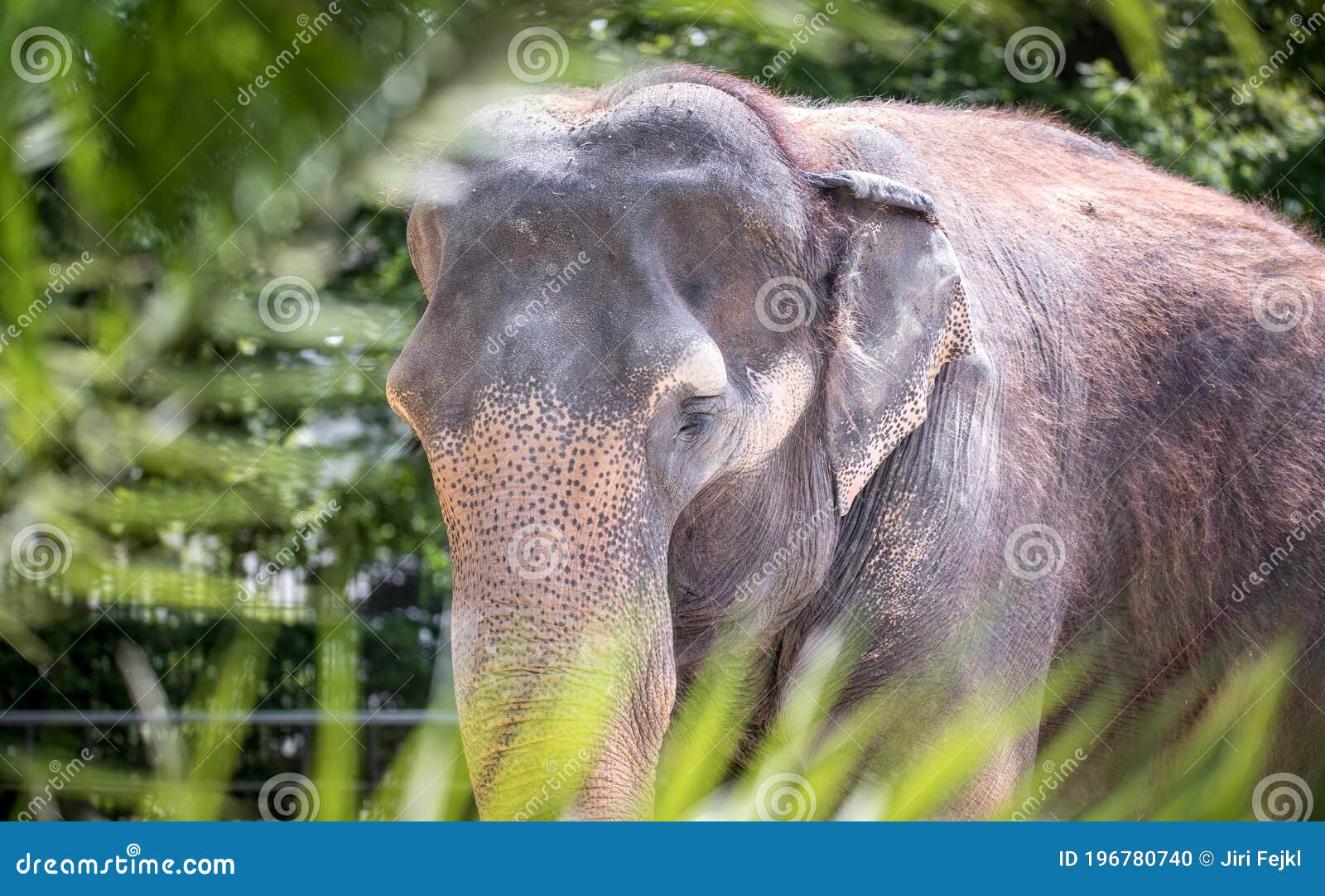 The Elephant Rests and Hides Behind a Tree Stock Photo - Image of ...