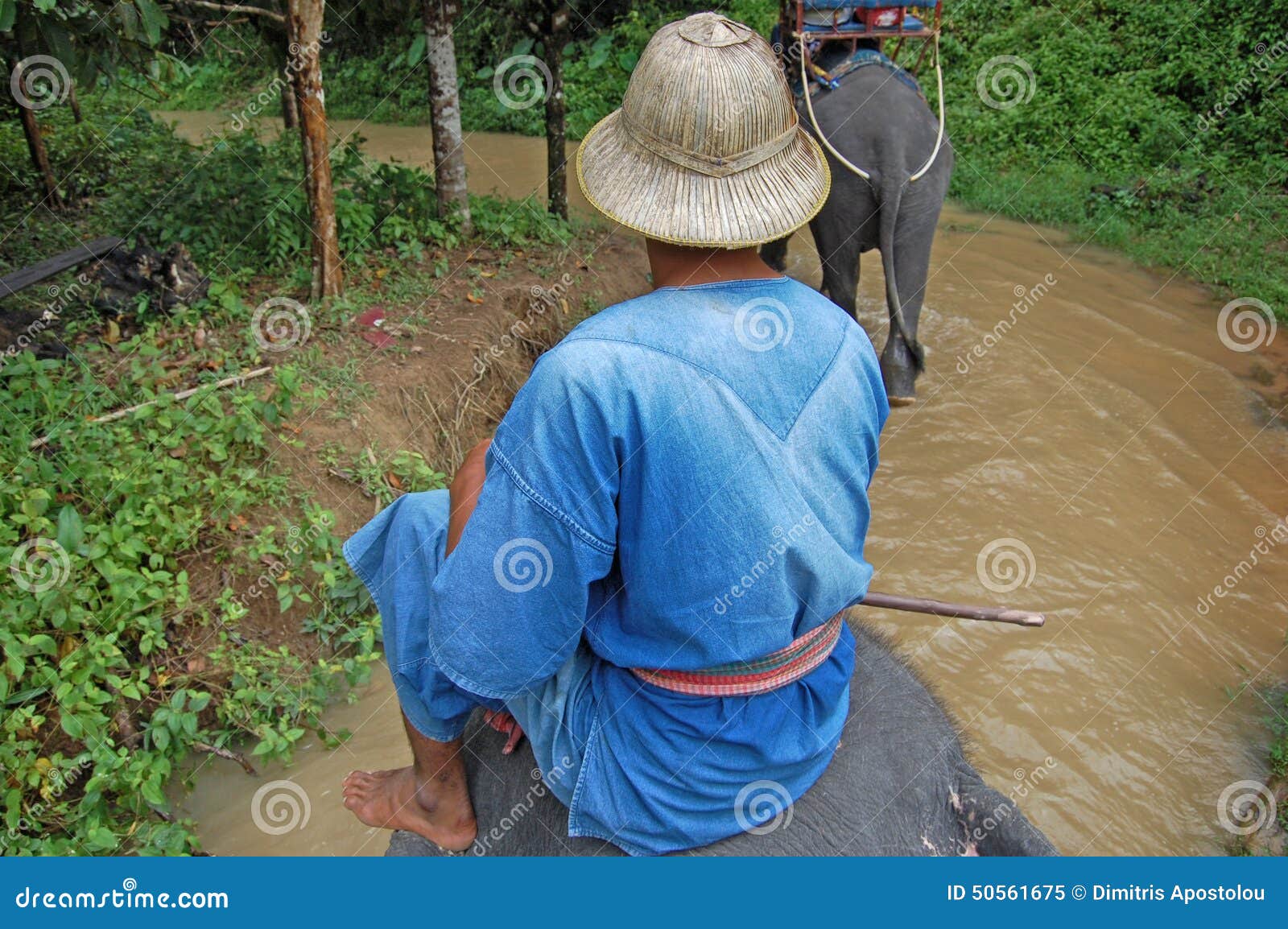 Elephant Ride Phuket Island Thailand. Editorial Image - Image of ...