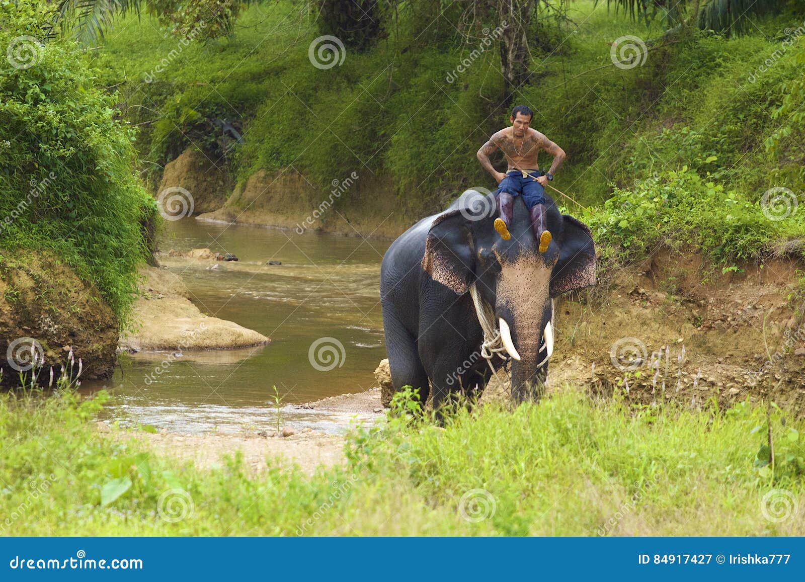 Elephant ride in Thailand editorial photography. Image of exotic - 84917427