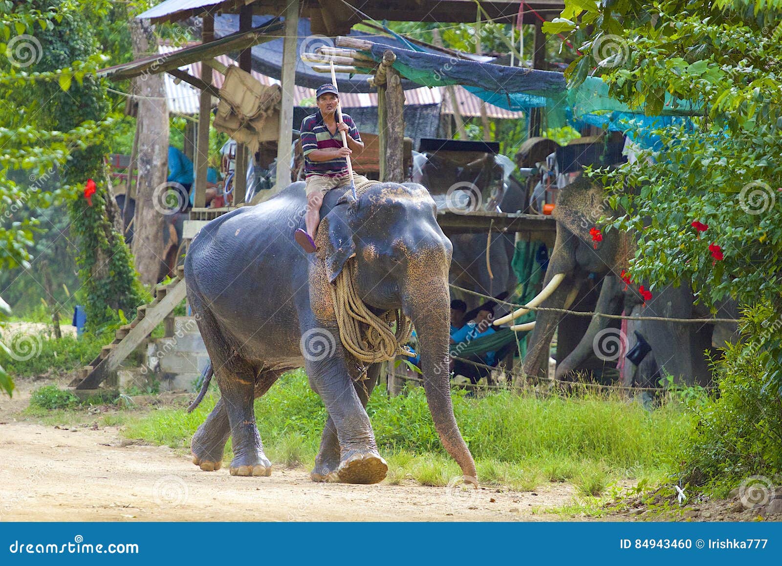 Elephant ride in Thailand editorial image. Image of exotic - 84943460