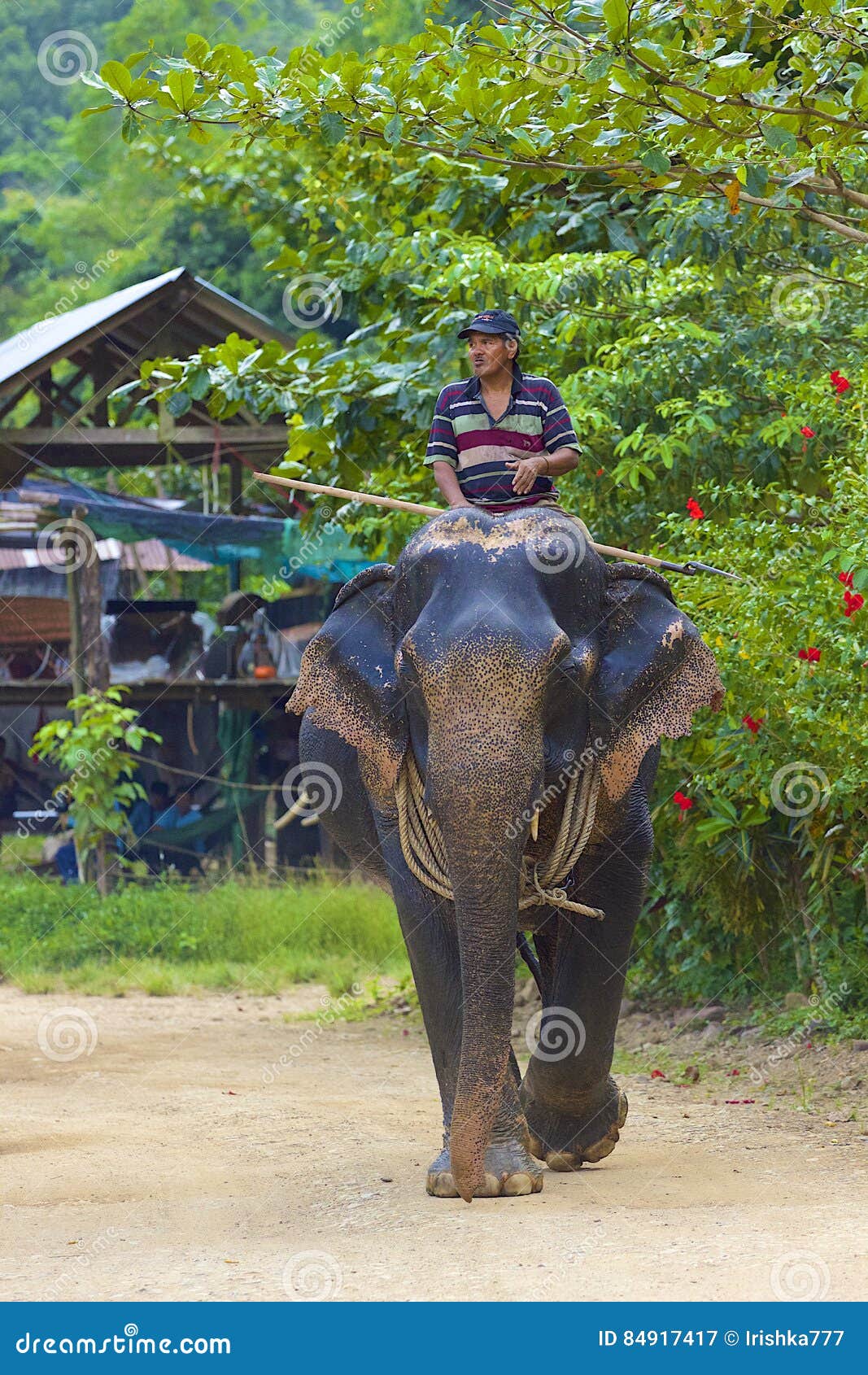 Elephant ride in Thailand editorial photography. Image of ride - 84917417