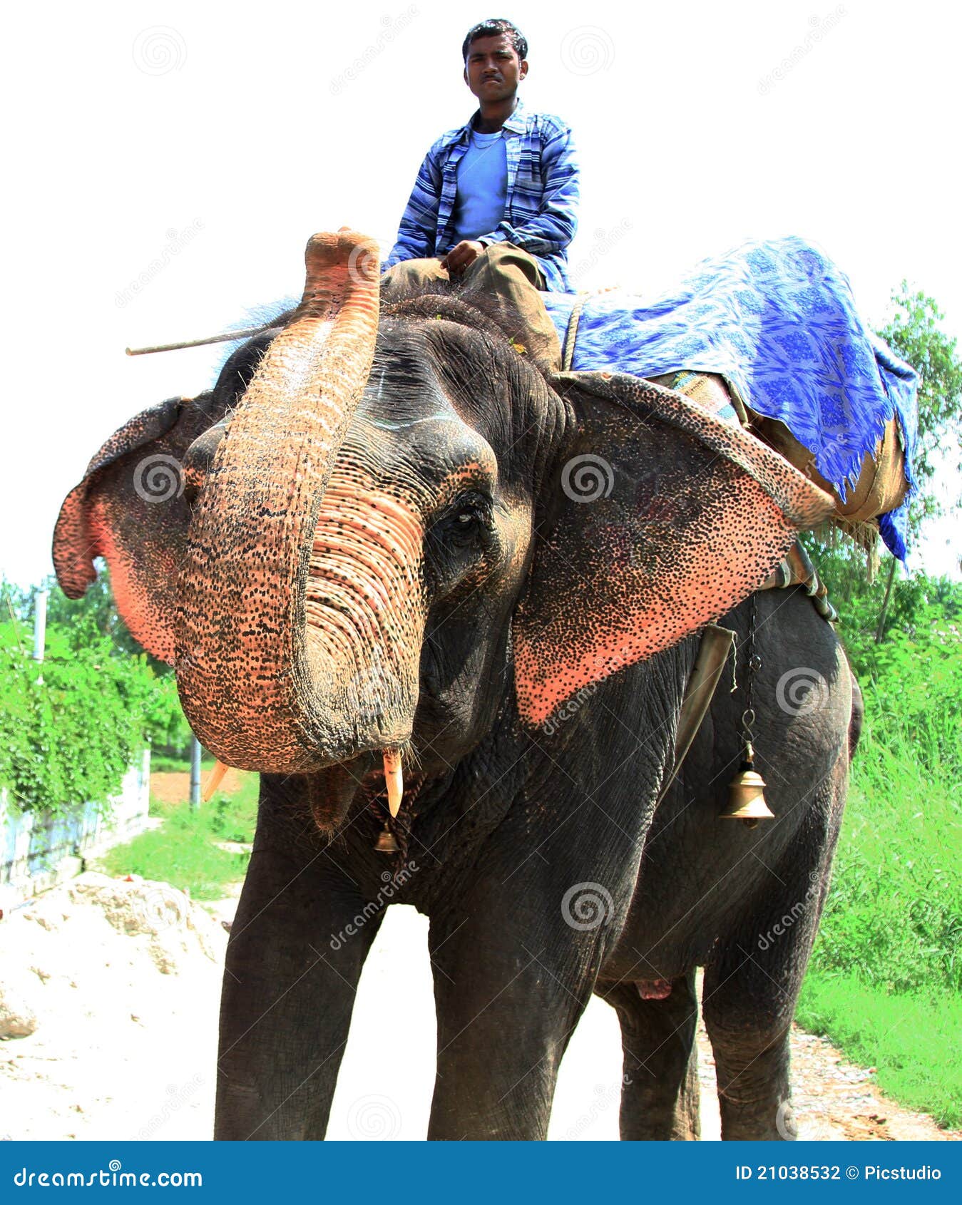 Elephant rider stock photo. Image of indian, trunk, animal - 21038532