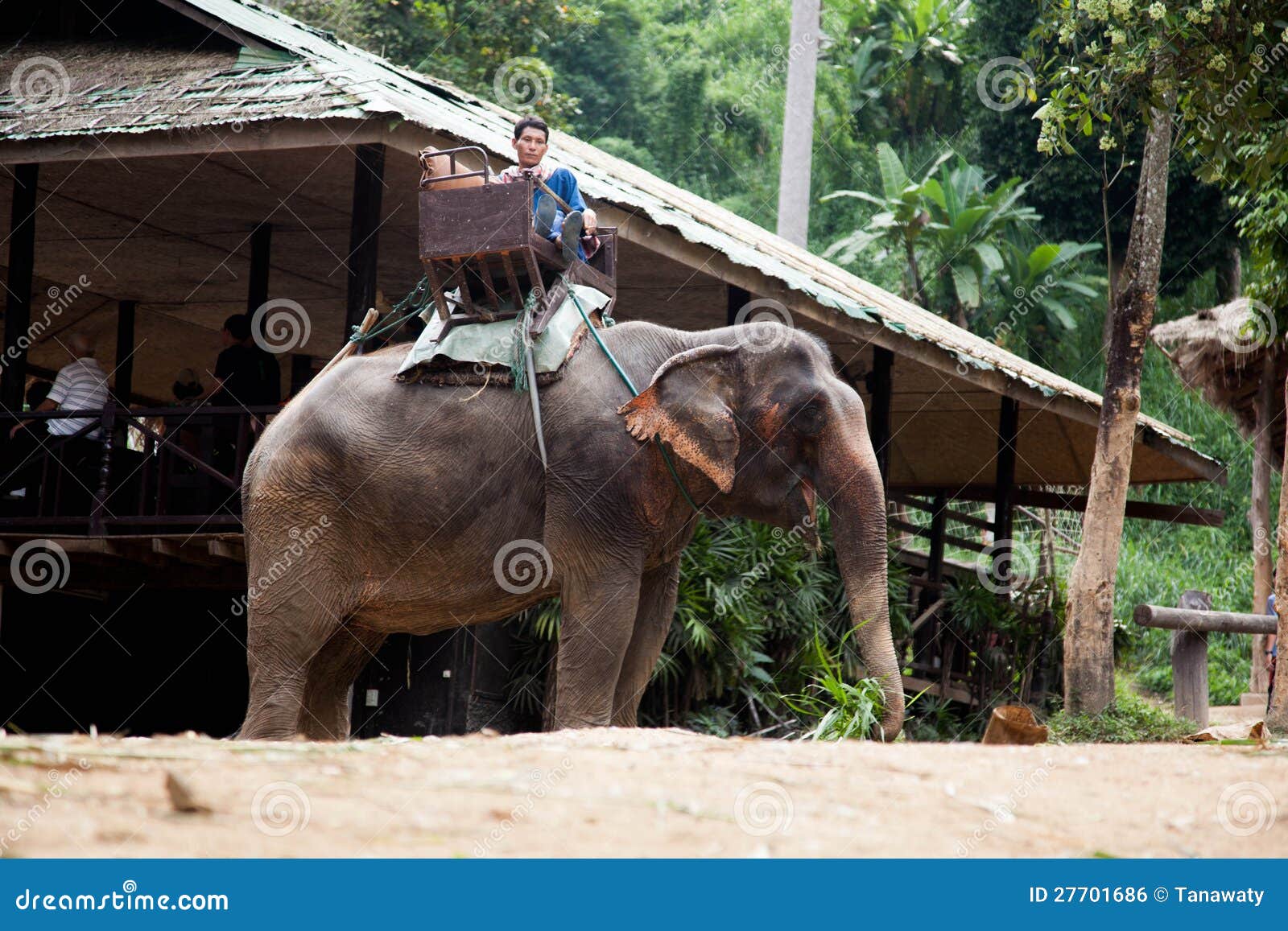 Elephant and rider editorial photo. Image of nature, wild - 27701686