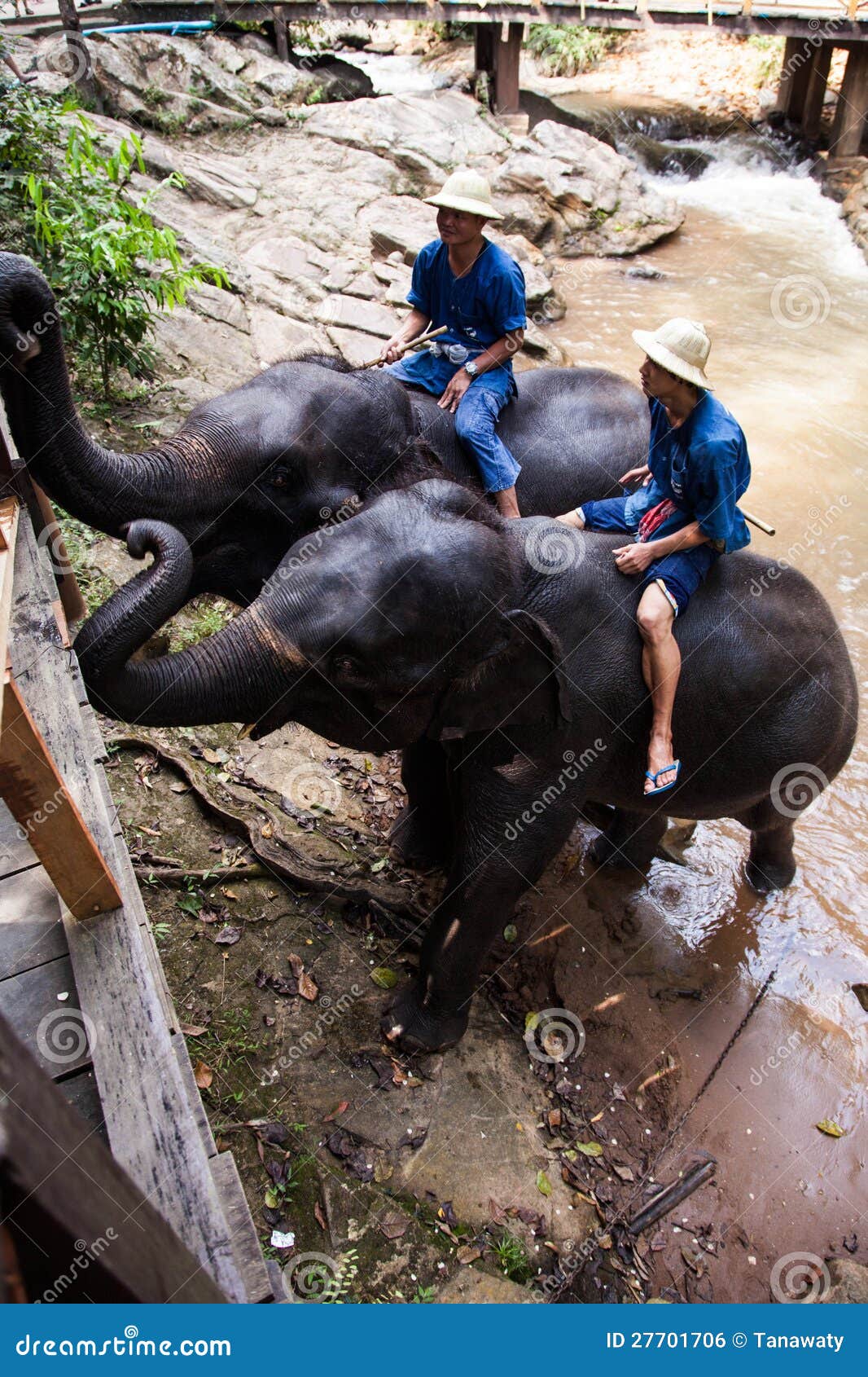 Elephant and rider editorial photo. Image of forest, people - 27701706
