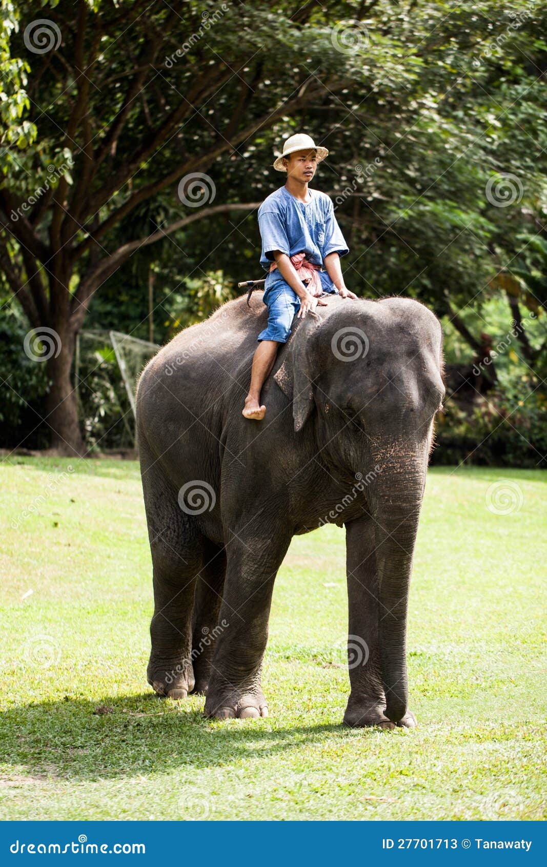 Elephant and rider editorial stock photo. Image of tourist - 27701713