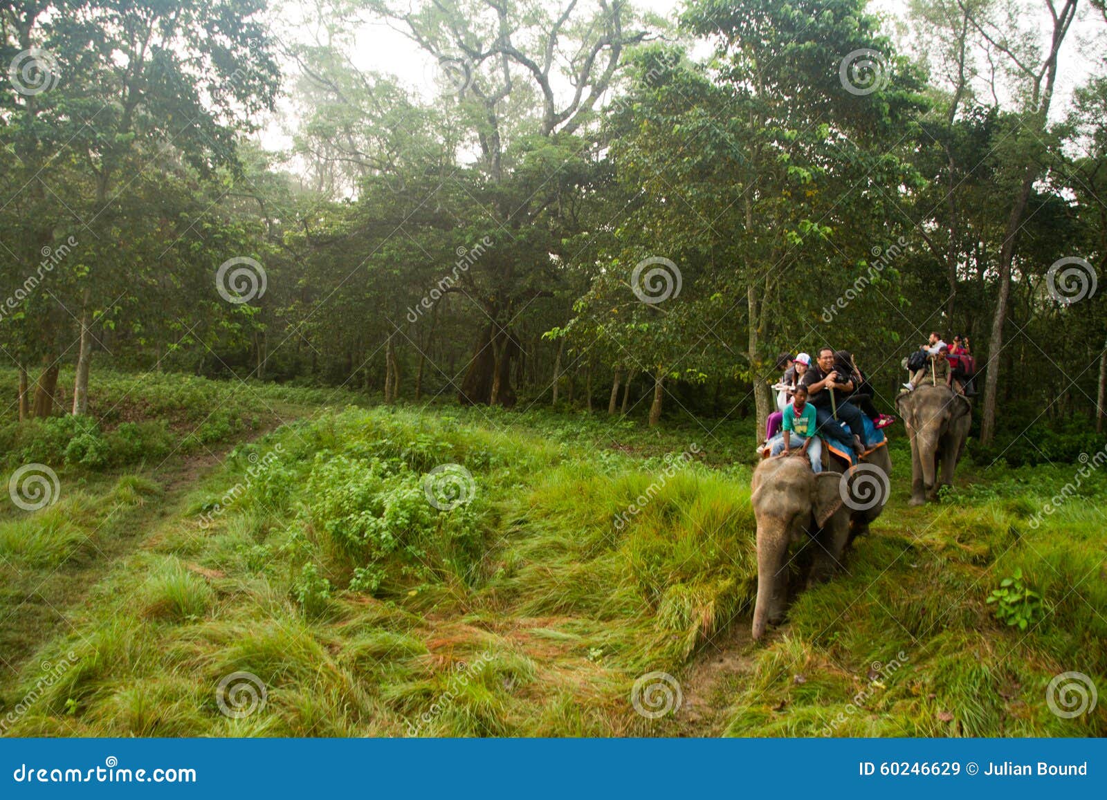 Elephant and Riders, Chitwan National Park, Chitwan, Nepal Editorial ...