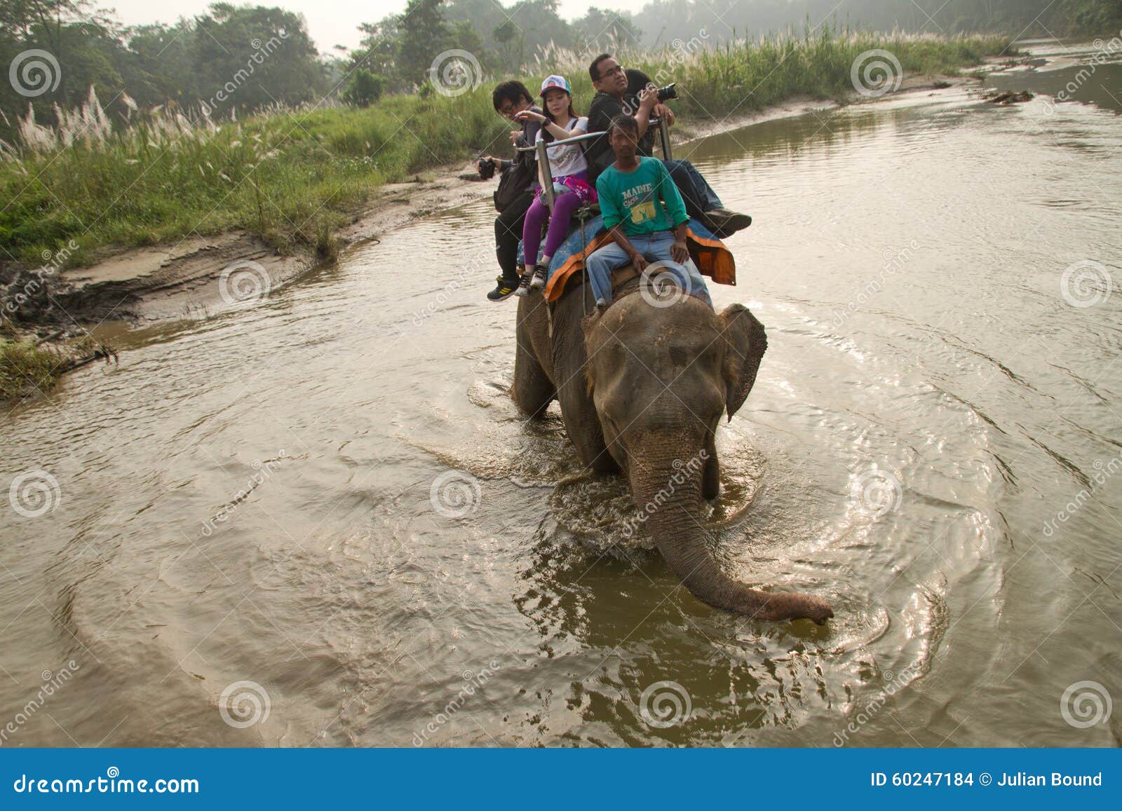 Elephant and Riders, Chitwan National Park, Chitwan, Nepal Editorial ...