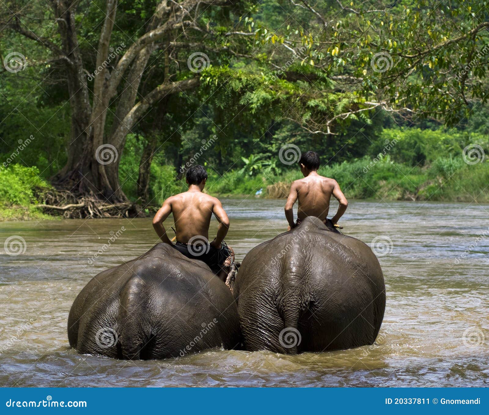 Elephant riding editorial photo. Image of wildlife, powerful - 20337811