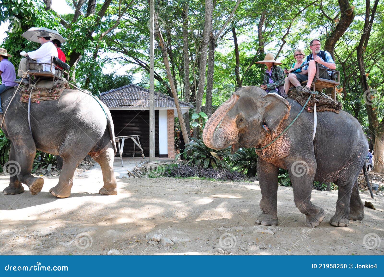 Elephant riding editorial image. Image of tour, back - 21958250