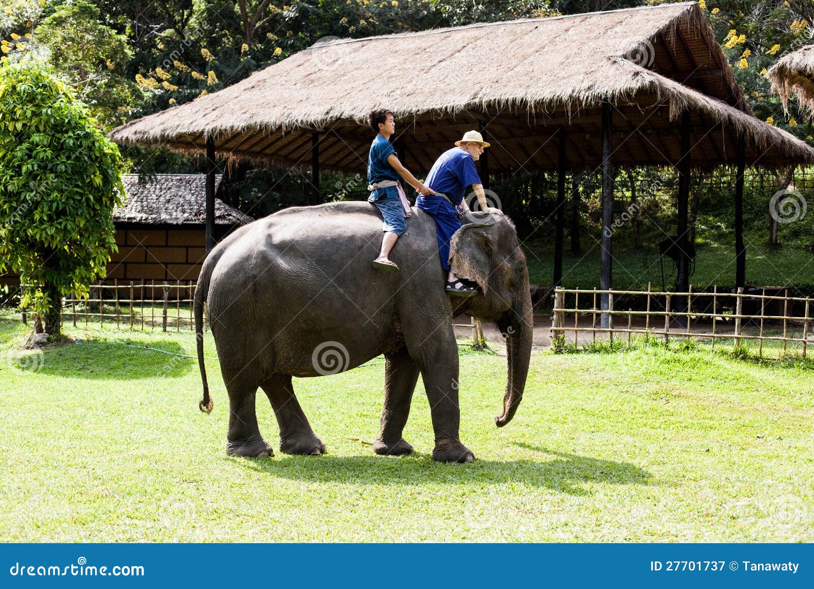 Elephant riding editorial photography. Image of mahout - 27701737