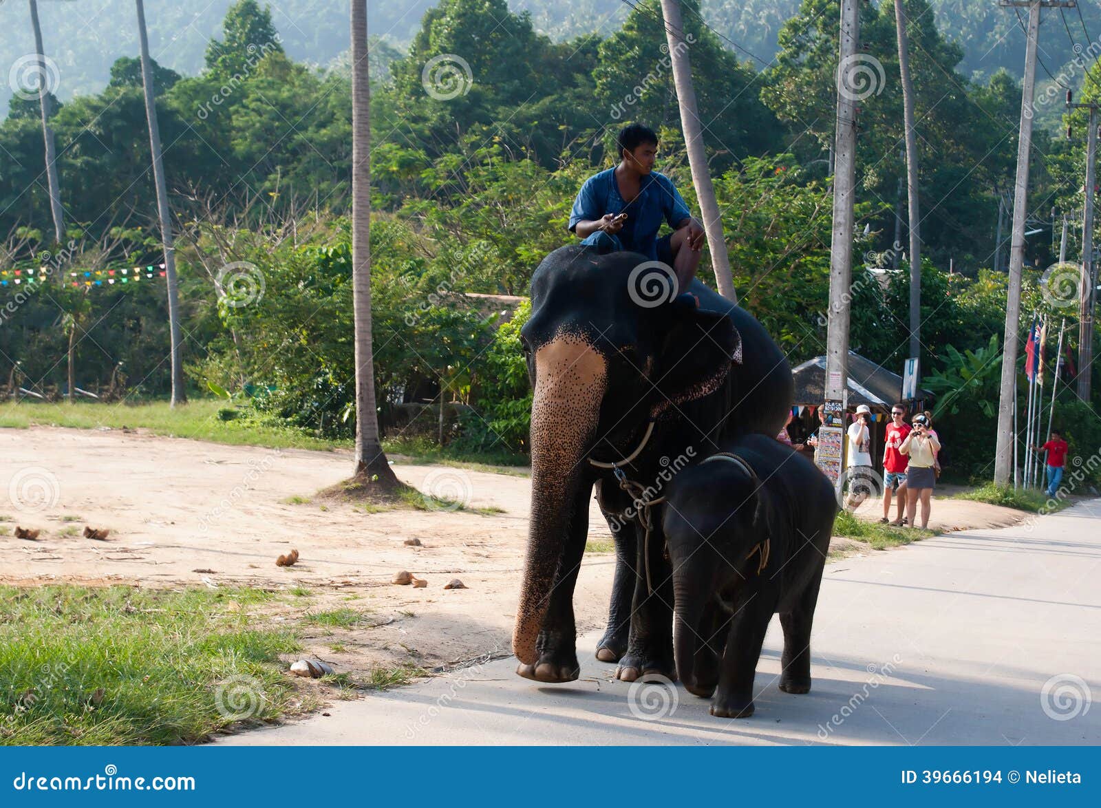 Elephant Riding editorial stock image. Image of camp - 39666194