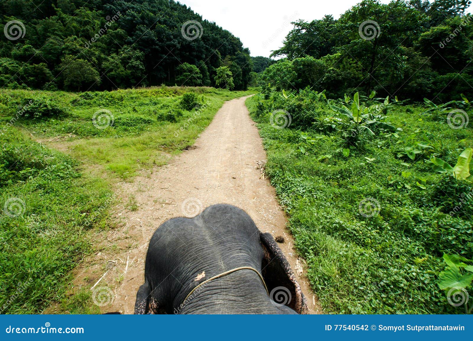 Elephant Riding Trekking in Forest Stock Photo - Image of trail, green ...