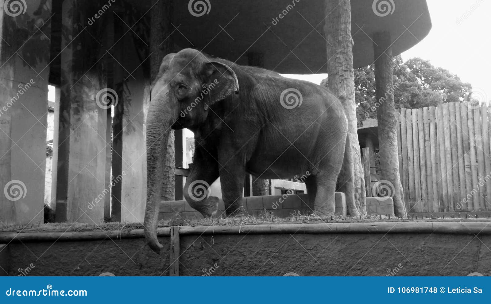 Cute elephant in the zoo stock photo. Image of cute - 106981748