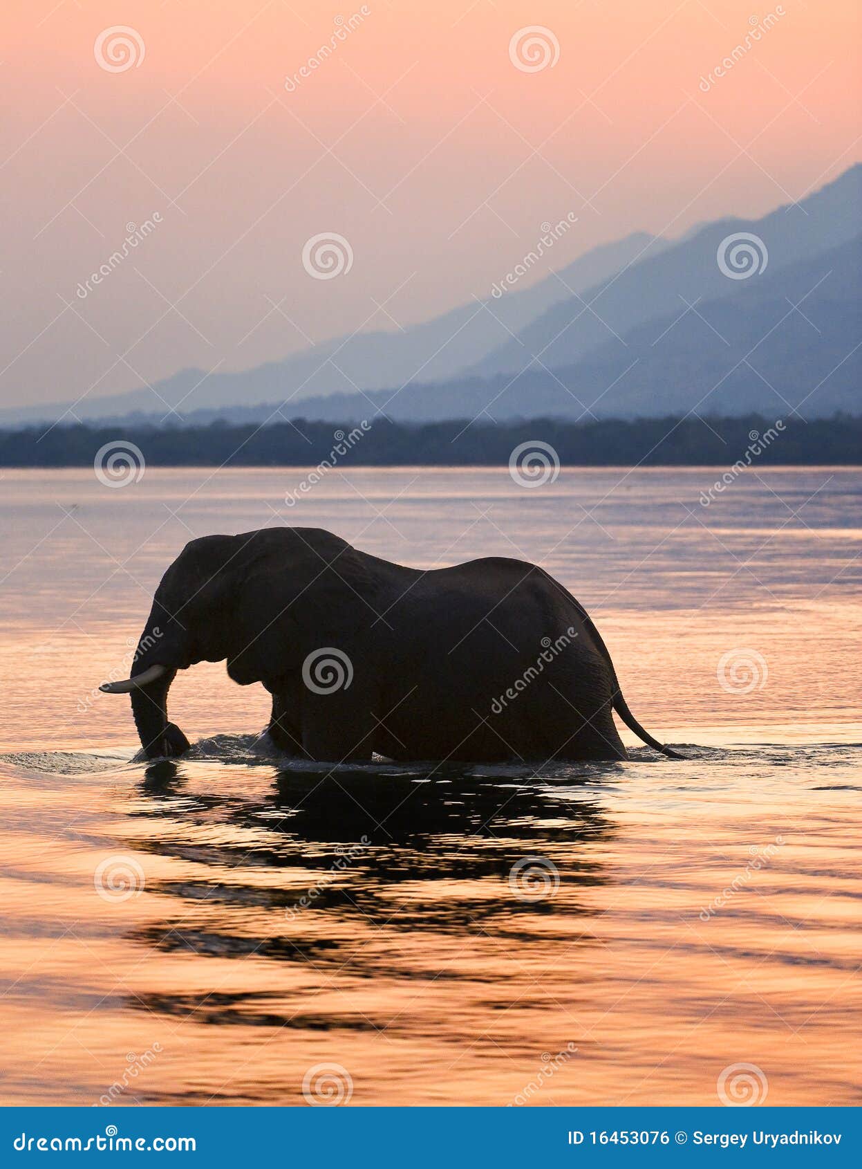Elephant on the River Zambezi. Stock Photo - Image of drinking, copy ...