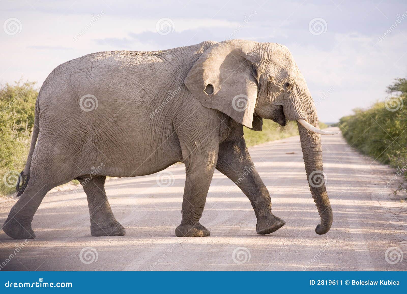 Elephant on road in Africa stock image. Image of body - 2819611