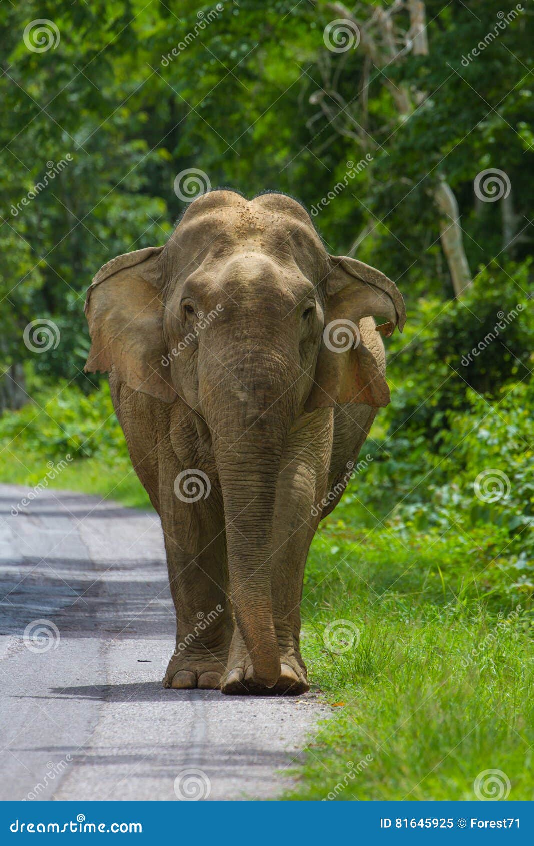 Elephant on the road stock image. Image of mammal, kenya - 81645925