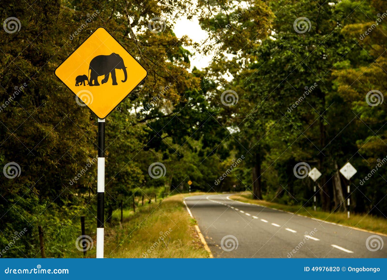 Elephant road sign stock photo. Image of elephant, desert - 49976820