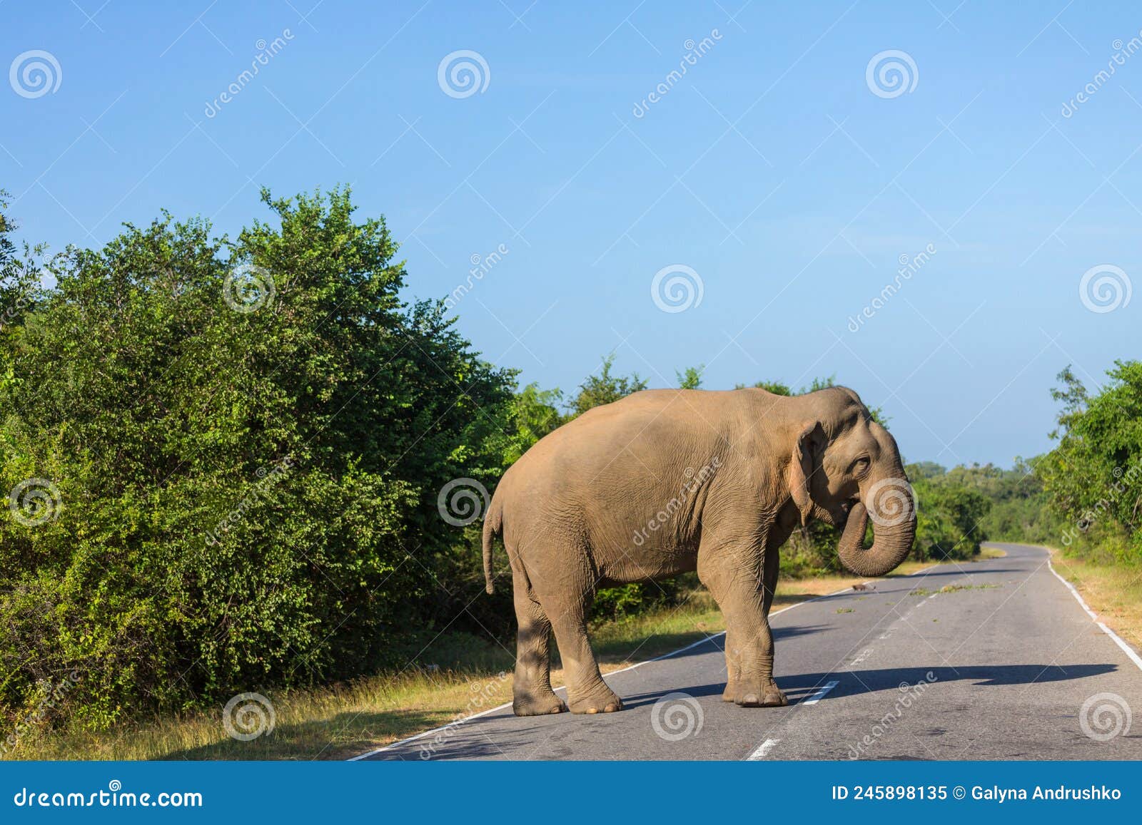 Elephant on road stock image. Image of wilderness, animal - 245898135