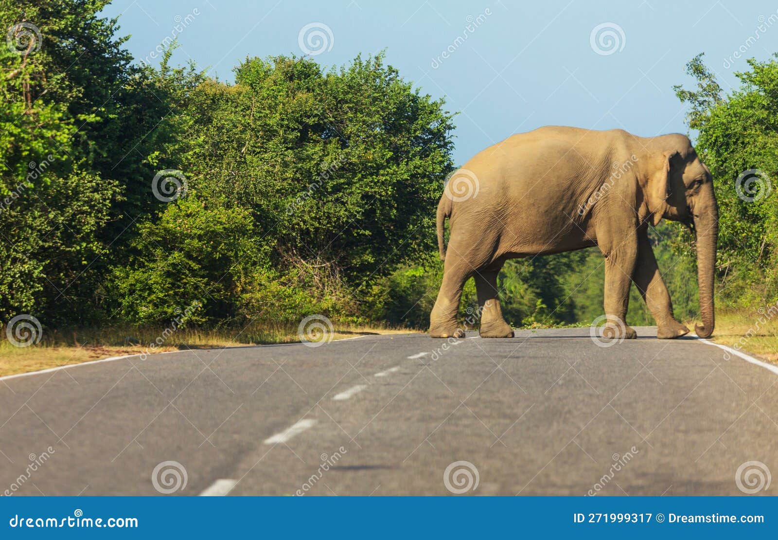 Elephant on road stock image. Image of animal, reserve - 271999317