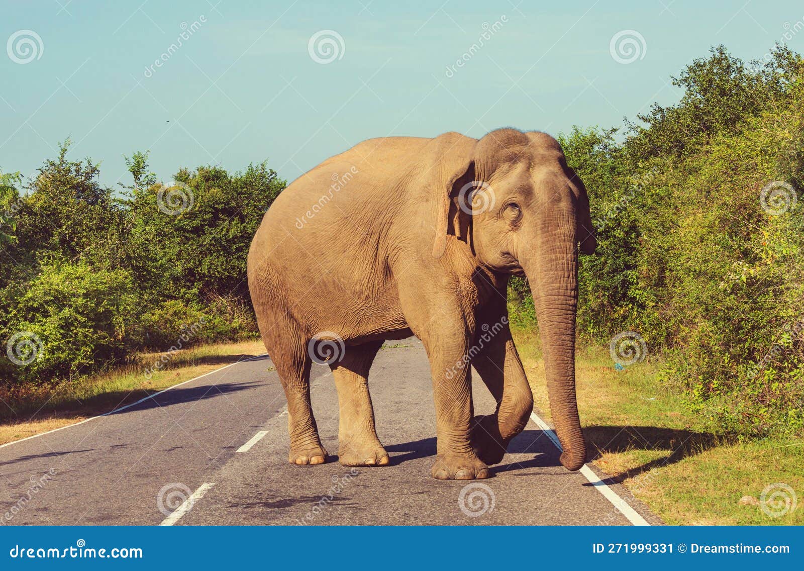 Elephant on road stock image. Image of reserve, mammal - 271999331