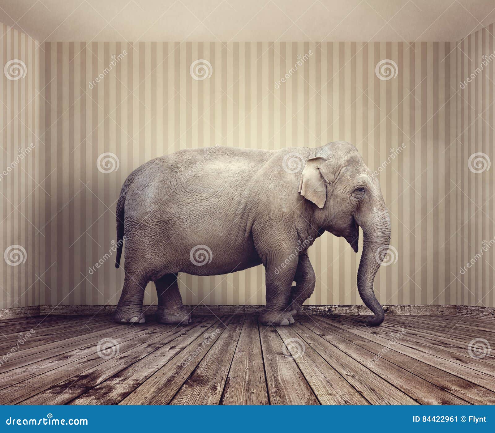 Elephant in the room stock image. Image of humor, design - 84422961