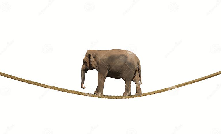 Elephant on a rope stock image. Image of cable, concept - 33953541